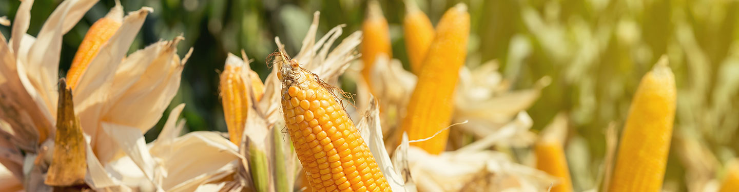 Feed Ingredients - Prairie's Choice