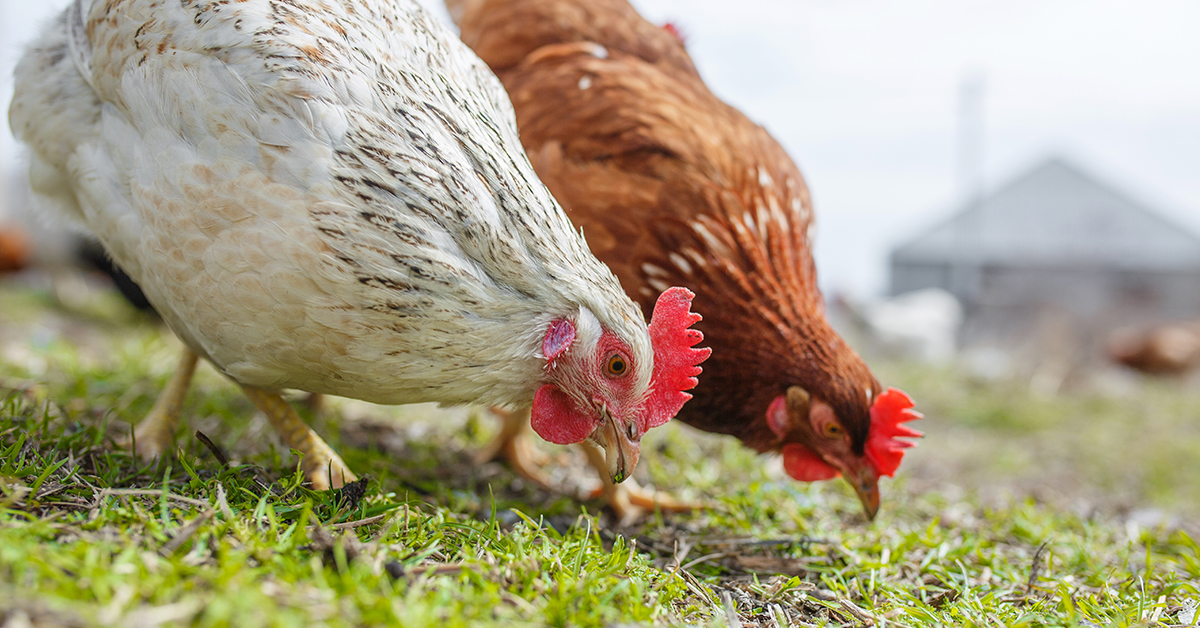 Quick Tips for Preparing Your Chickens for Spring! - Prairie's Choice